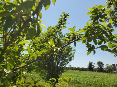 Food Security Program - Dynamite Harvest
