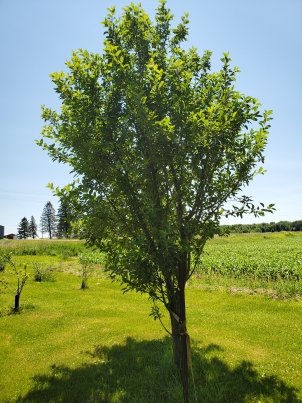 Food Security Program - Dynamite Harvest