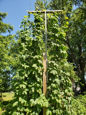 Food Security Program - Dynamite Harvest