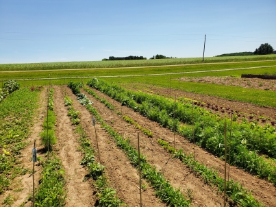Food Security Program - Dynamite Harvest