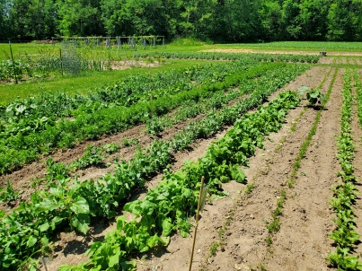Food Security Program - Dynamite Harvest