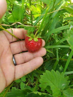 Food Security Program - Dynamite Harvest