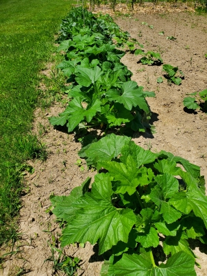 Food Security Program - Dynamite Harvest